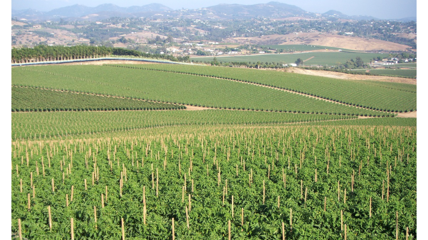 Oppy readies for pole-grown tomato season - The Packer - Fruit and ...