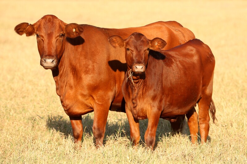 red angus cattle description