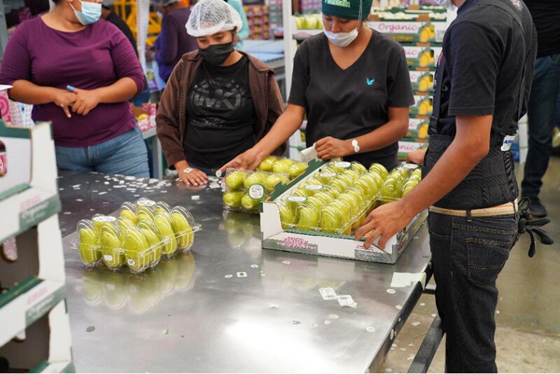 Suppliers see increase in organic mangoes - The Packer - Fruit and ...