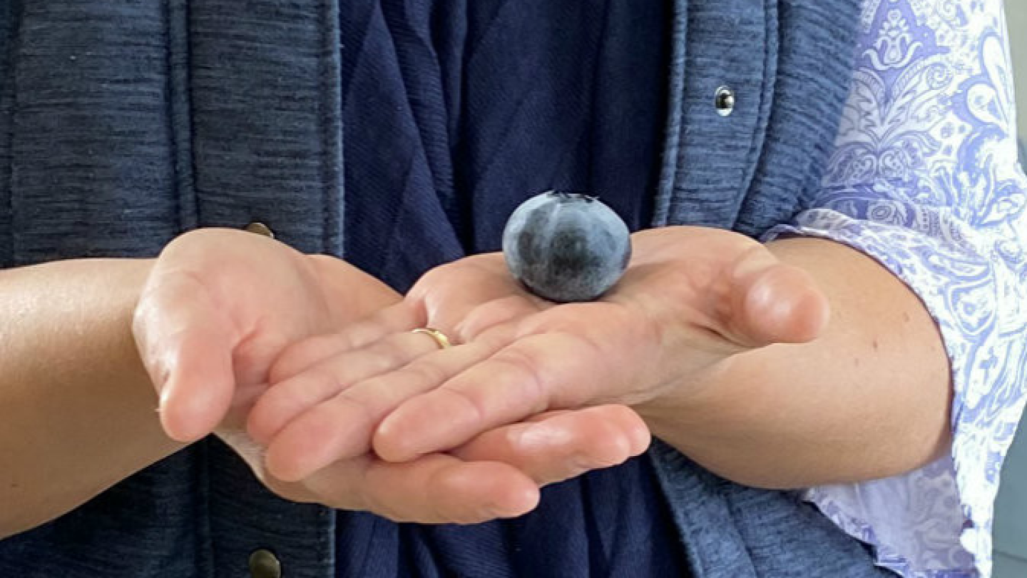 Ozblu blueberry sets Guinness World Record for weight — again - The ...