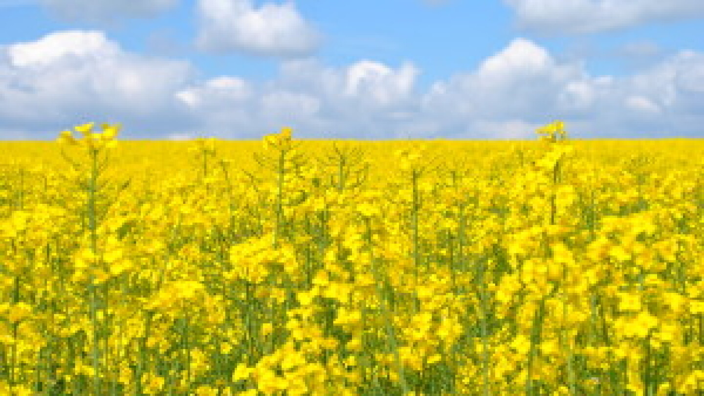 BASF Sells Clearfield Canola and Trunemco Seed Treatment - The Scoop