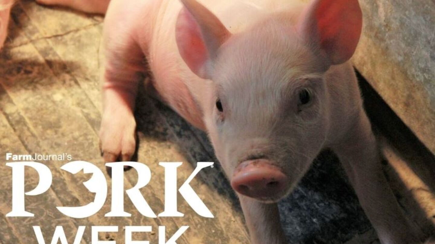 Male Piglets Less Resilient to Stress When Moms Get Sick During ...