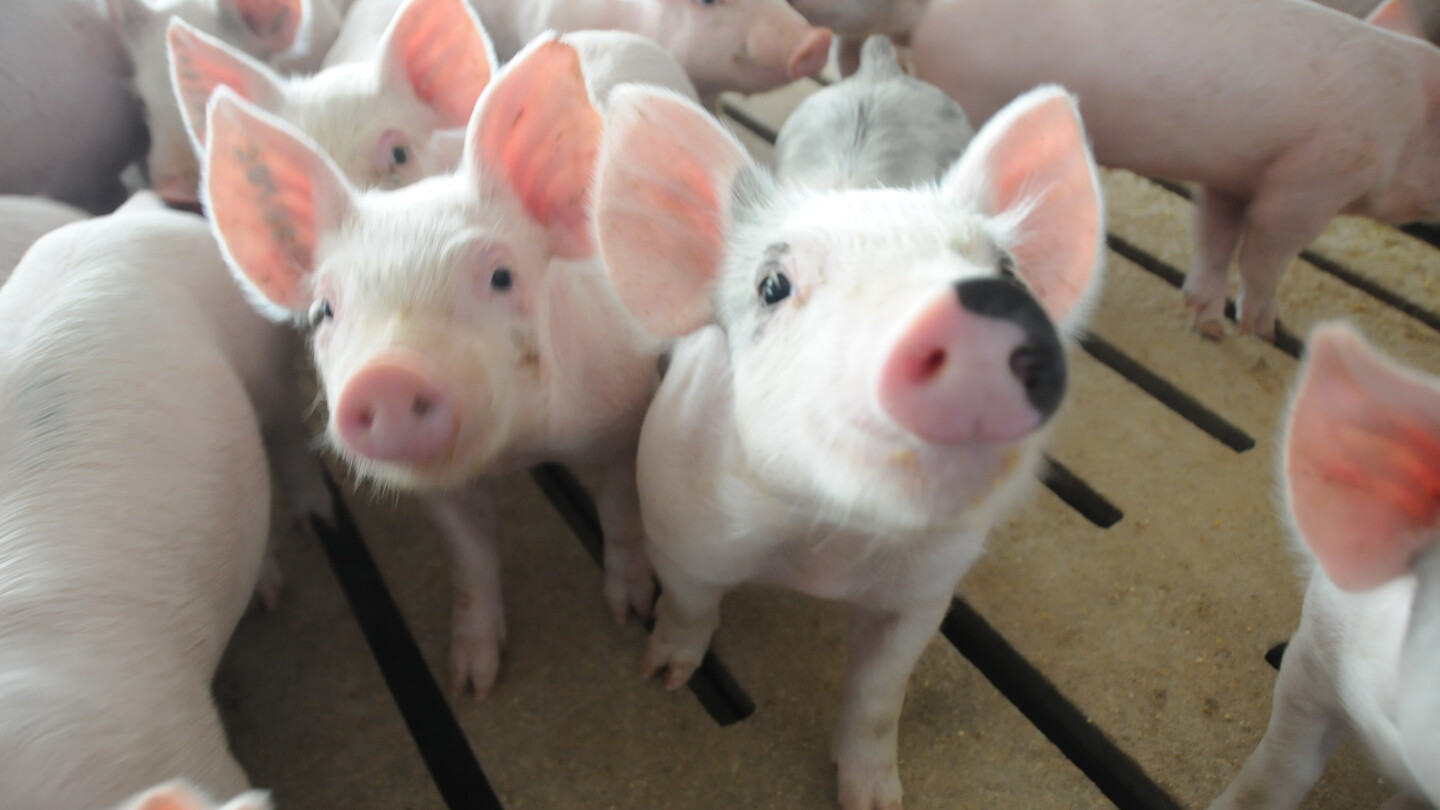 Cash Feeder Pig Prices Average $79.28, Down $0.01 From Last Week - Pork ...