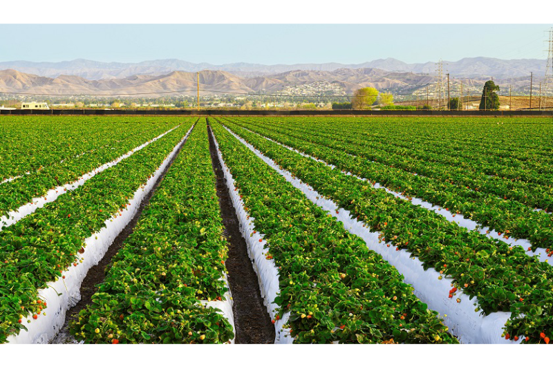 Ready to experience Well-Pict's 'True Berry Taste' at IFPA? - The Packer