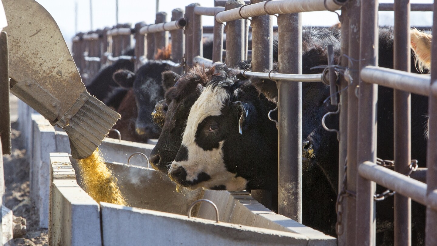 Genetic Testing Identifies Potential Growth Performance of Finishing Steers