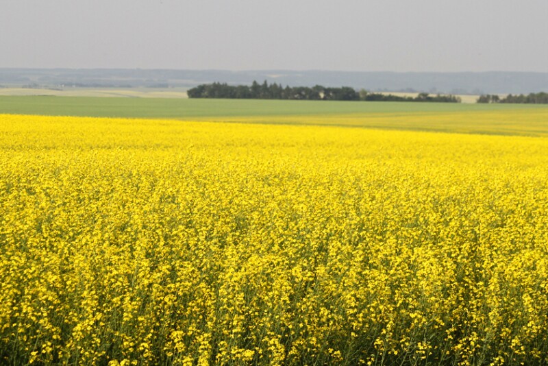 Corteva's New Collaboration with Chevron and Bunge Could Turn Canola ...