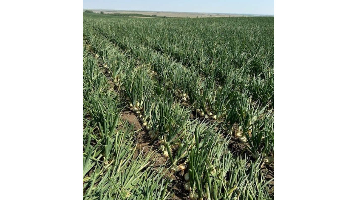 Washington onion crop looking strong for F.C. Bloxom Co. - The Packer