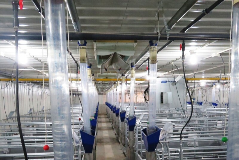 Update Feed Delivery in Farrowing to Reduce Sow Farm Labor