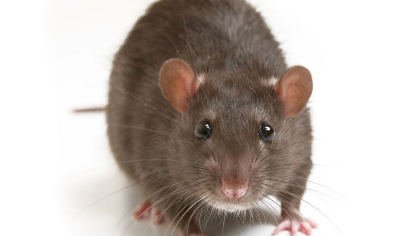 Rodents May Be Low-Risk Vector for African Swine Fever - Pork Business