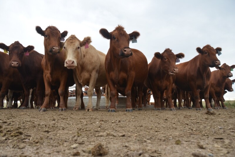 Cattle Inventory By Number: How Does It Compare?