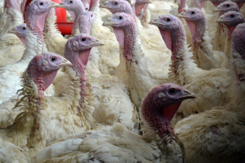 How Deli Meat Made SC a Turkey-producing Giant - AgWeb