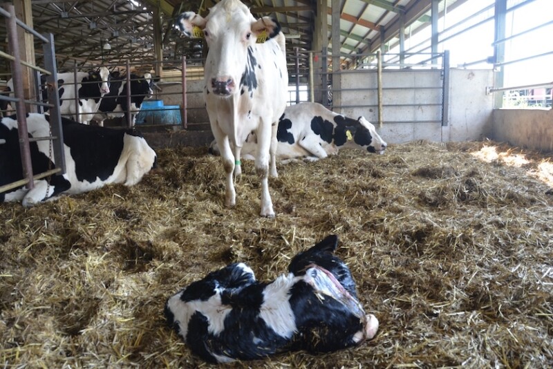 Can We Improve Colostrum Through Dam Nutrition? - Dairy Herd