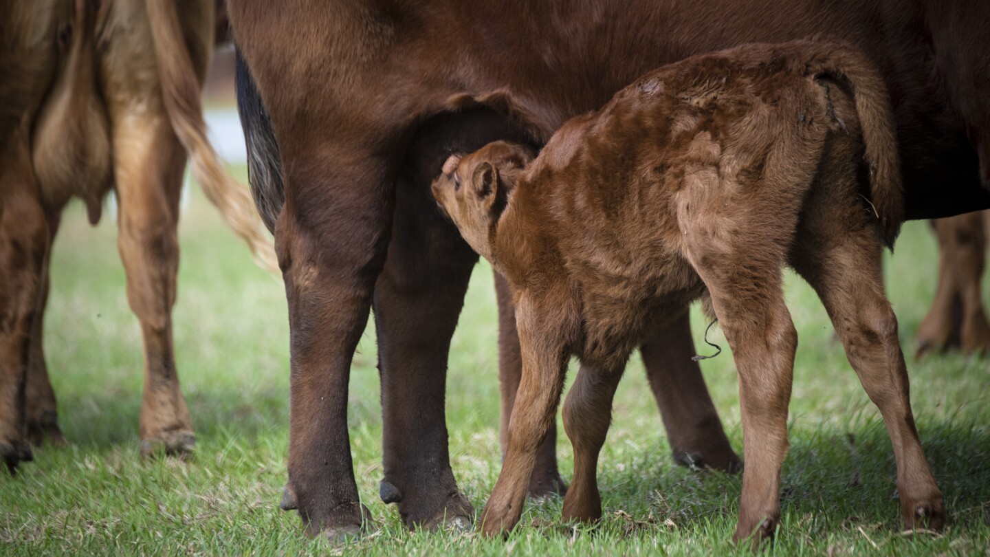 Maternal Bovine Appeasing Substance Reduces Stress, Cortisol Levels In ...
