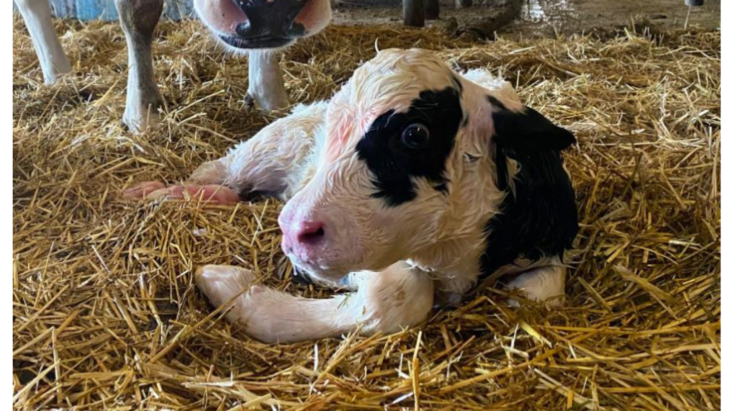 How to Reduce Calf Transportation Stress - Dairy Herd