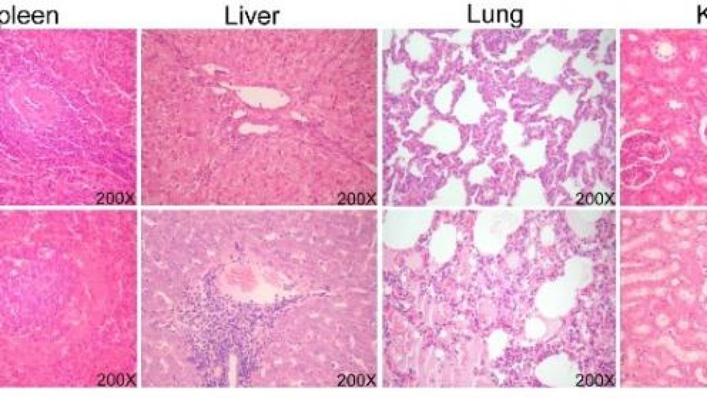 Gene-Edited Pigs Resist Classical Swine Fever Virus - Pork Business