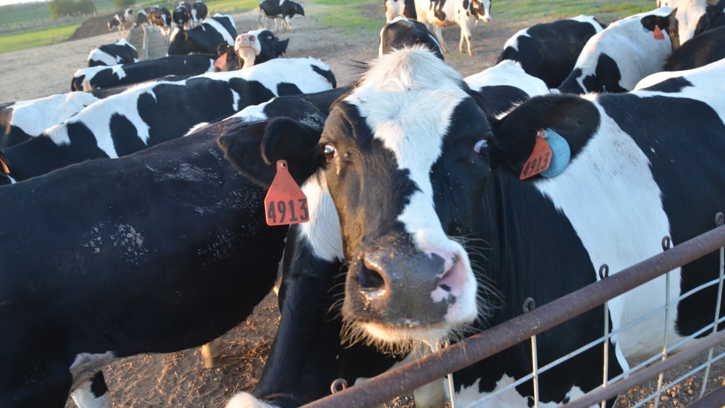 Sire Summaries Tweaked for Fertility Traits - Dairy Herd Management