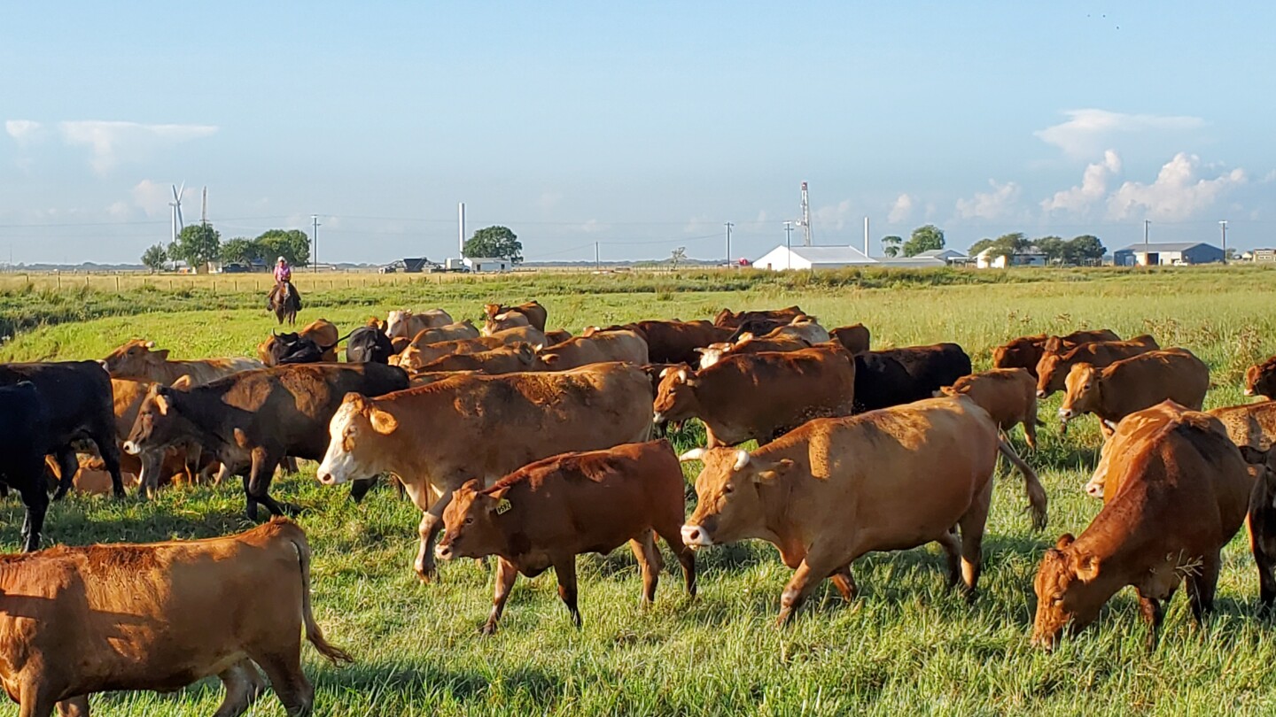 I’m a Drover: HeartBrand Beef Brings Opportunity for Texas Producers ...