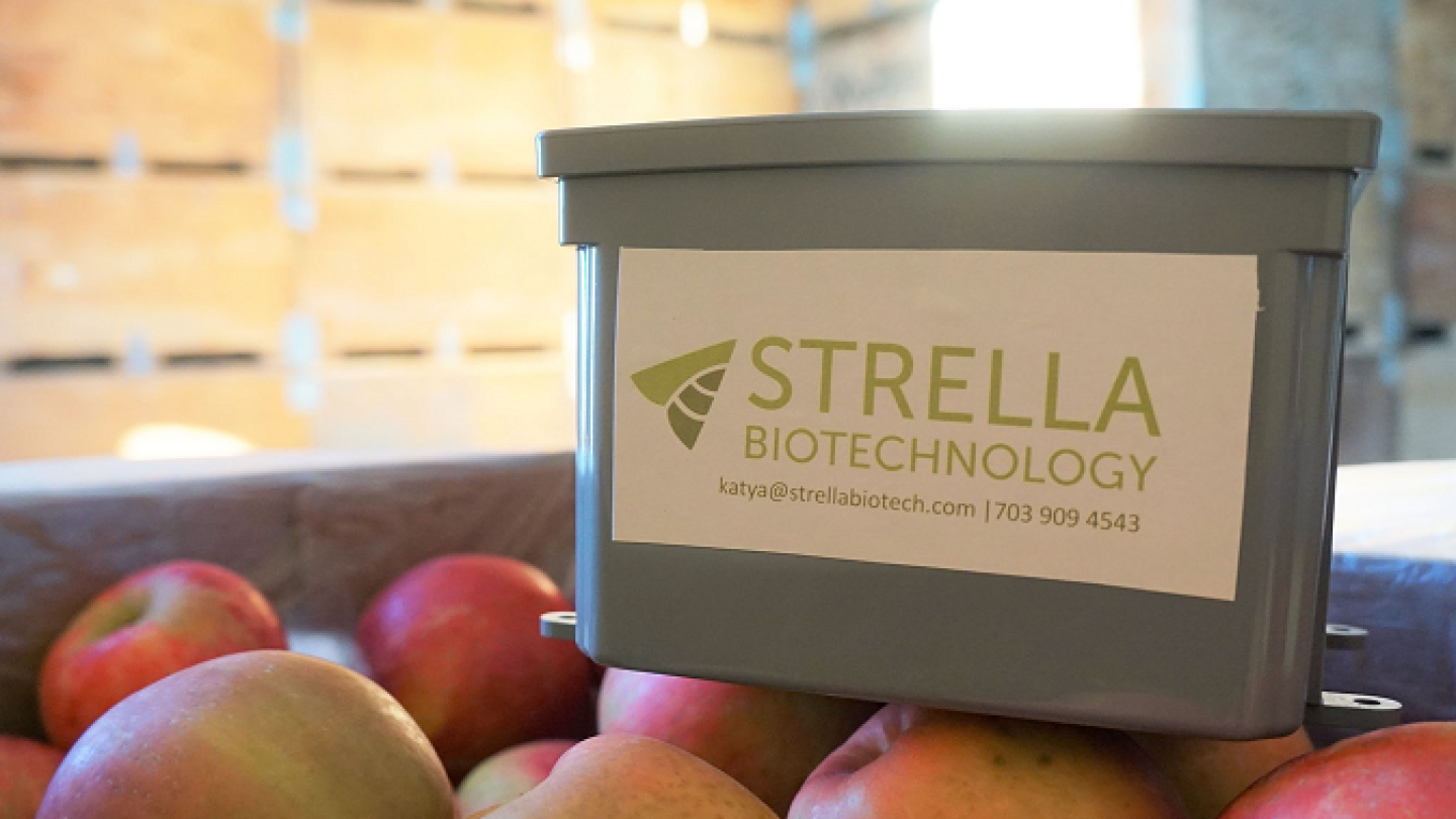 Freshness company Strella Biotech receives $3.3. million - The Packer