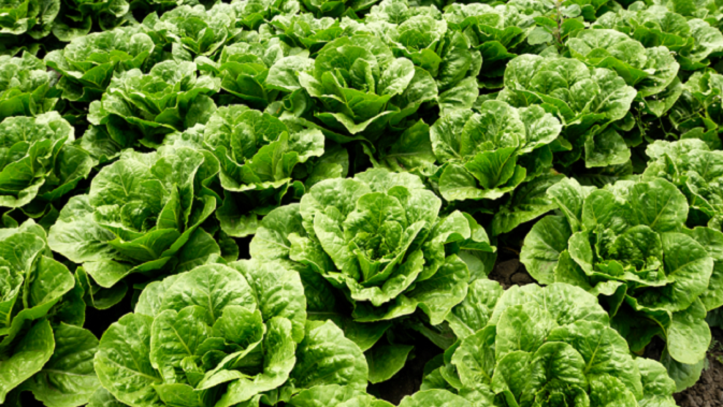 FDA releases protocol on treatment of agricultural water - The Packer ...