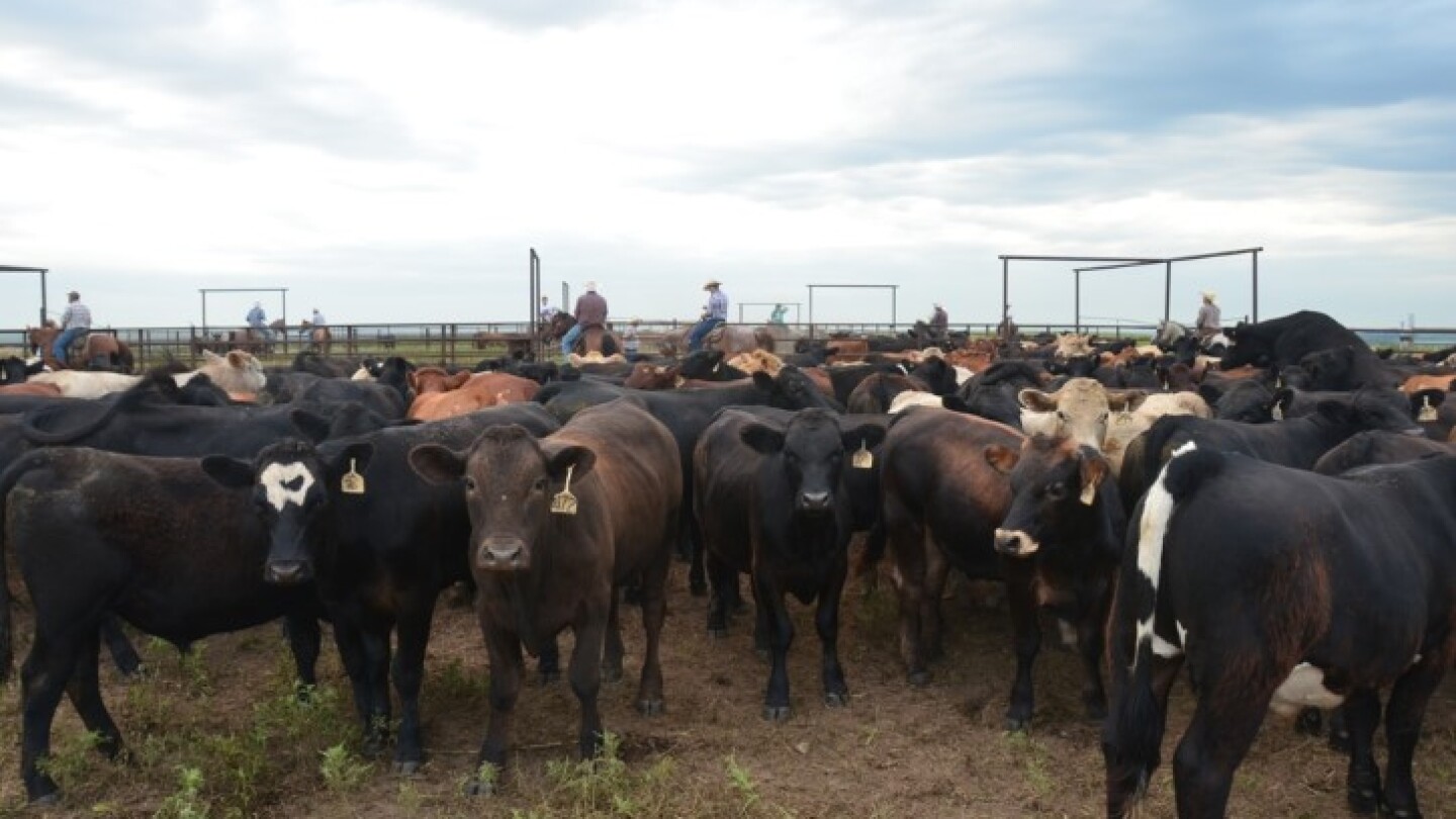 Peel: North American Live Cattle Trade - Drovers
