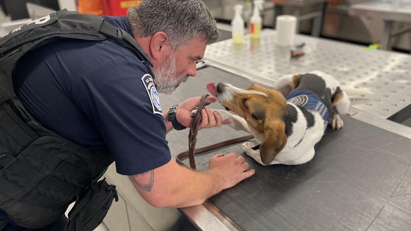 Foreign Animal Disease: The Threat Isn’t Going Away for Pork Producers ...