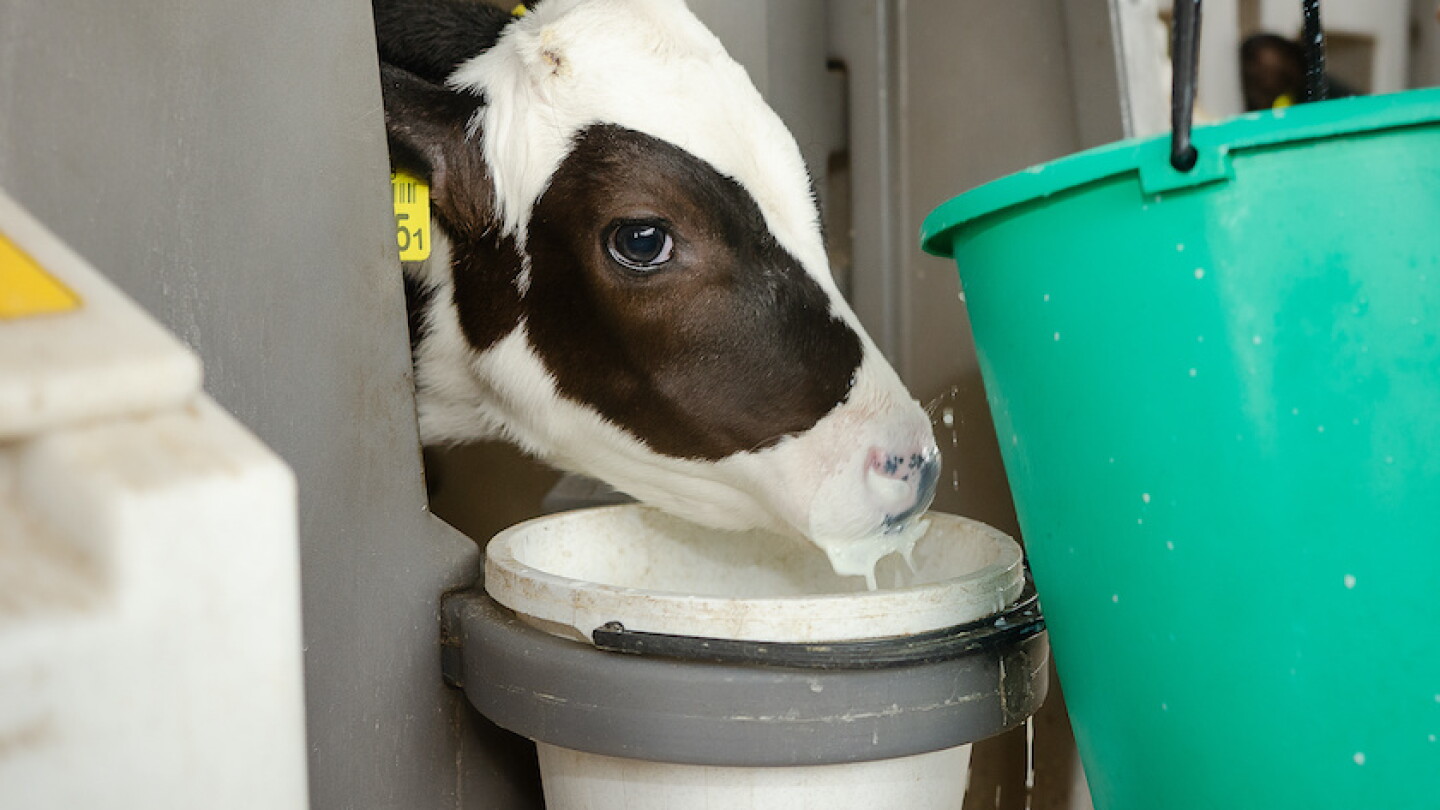 Researchers Explore Risks of Feeding Waste Milk - Dairy Herd