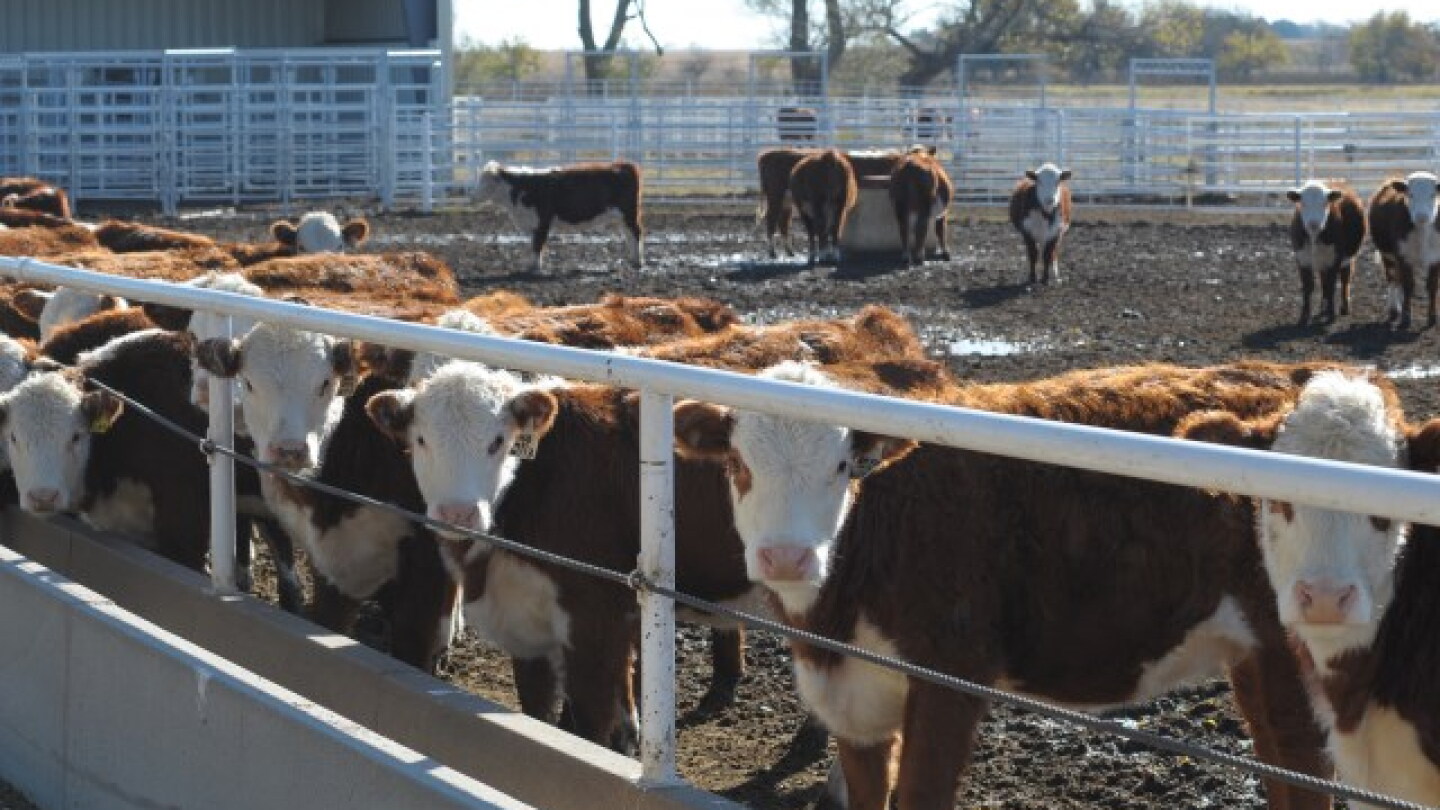 Producers Focus on Replacement Heifer Selection - Drovers