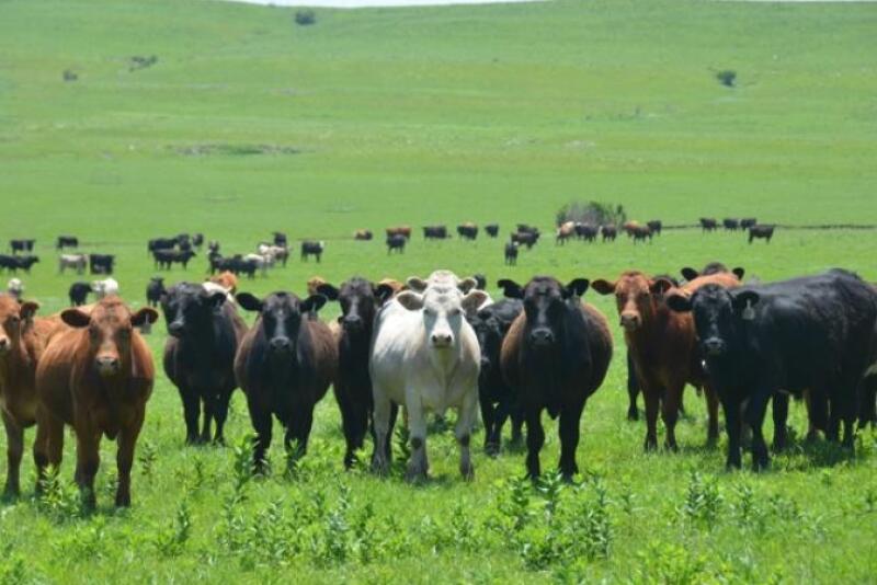Reward Increased To $21,000 For Stolen Texas Cattle