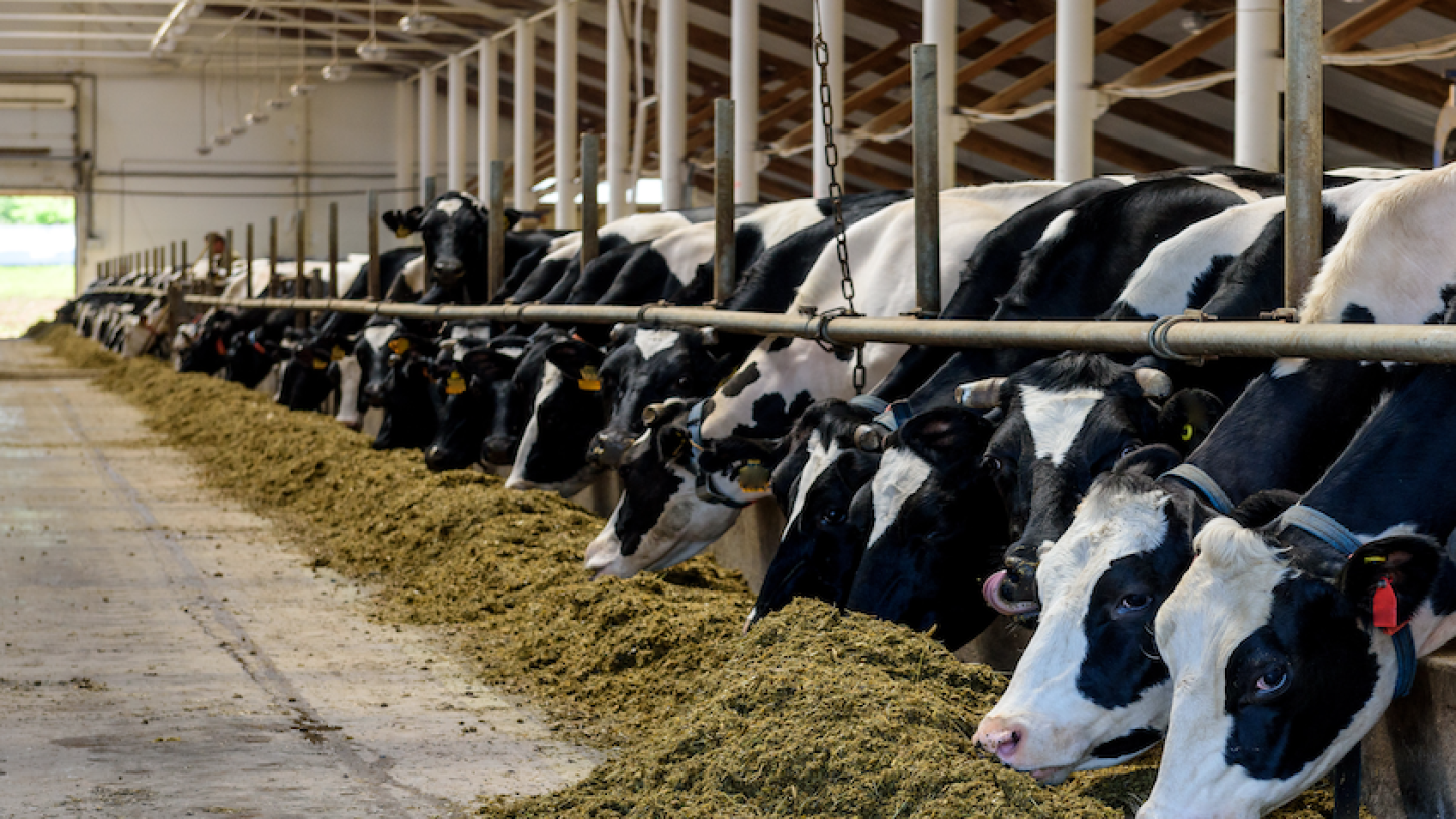 Does Starch Fuel Inflammation in Dairy Cows? - Dairy Herd Management