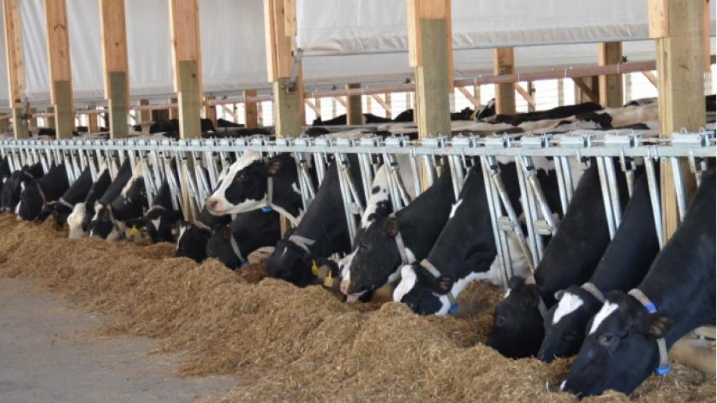 Pay Attention to Dairy Cow Stocking Density - Dairy Herd