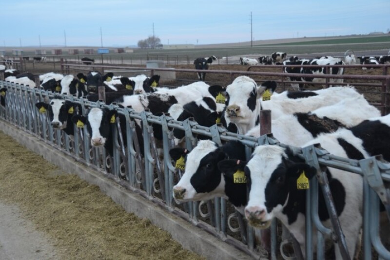 Calf Values Soar, Springers Mostly Steady - Dairy Herd Management