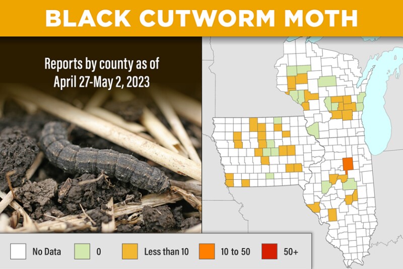 black cutworms