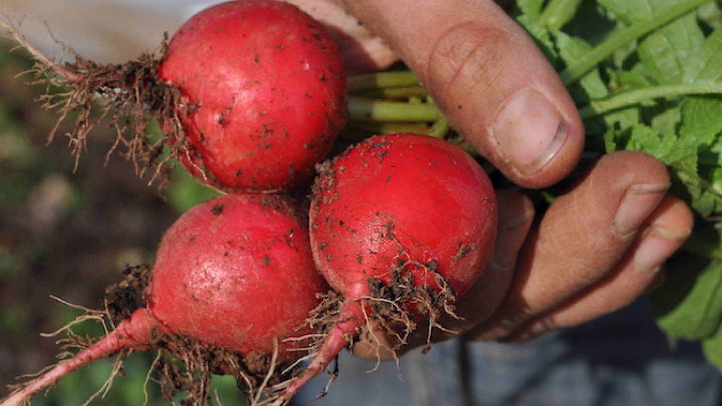 Baldor makes buying local easier for chefs - The Packer