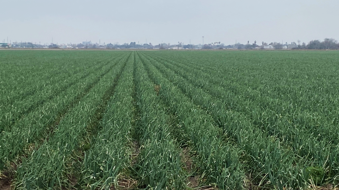 USDA gives South Texas onion growers another chance to support ...