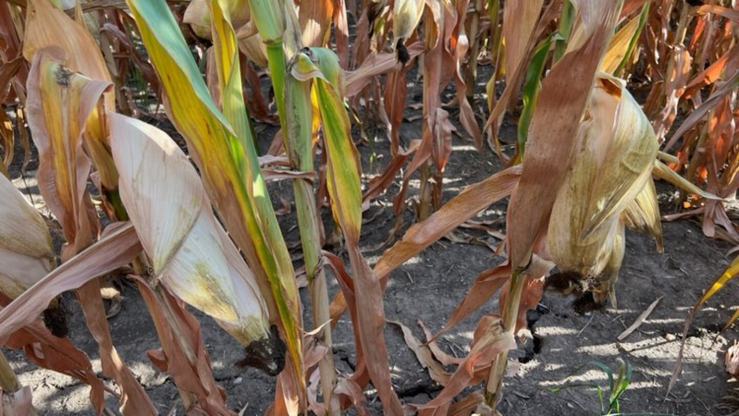 30 Days Left for Iowa Corn Crop to Complete Fill, Pack On Yield - AgWeb