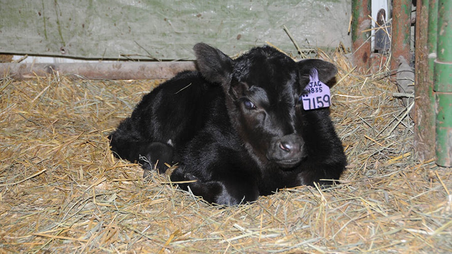 Temperature Variation and Baby Calf Health - Drovers