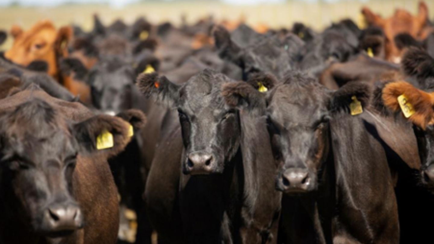 Peel: Factors Affecting Slaughter Cow Values - Drovers