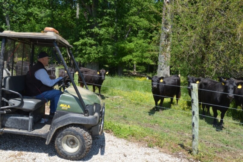 Cull Cows – Should They Stay or Should They Go? And When Should They Go?