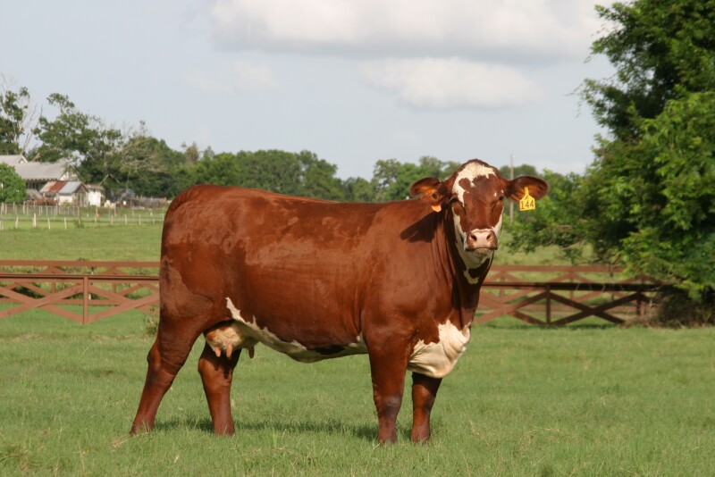 are santa gertrudis cattle aggressive