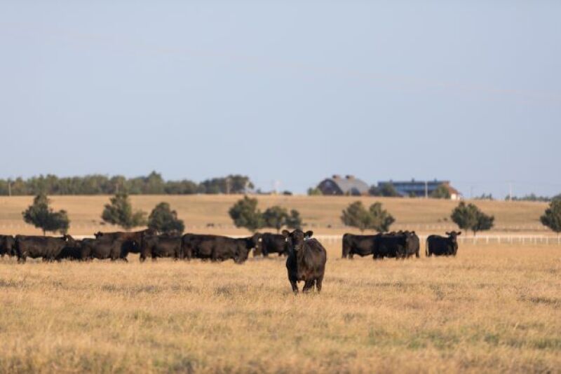 maternal behavior in cattle