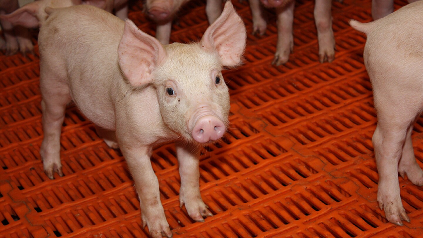 Can Pigs Help Unlock Doors for New Melanoma Treatments? - Pork Business