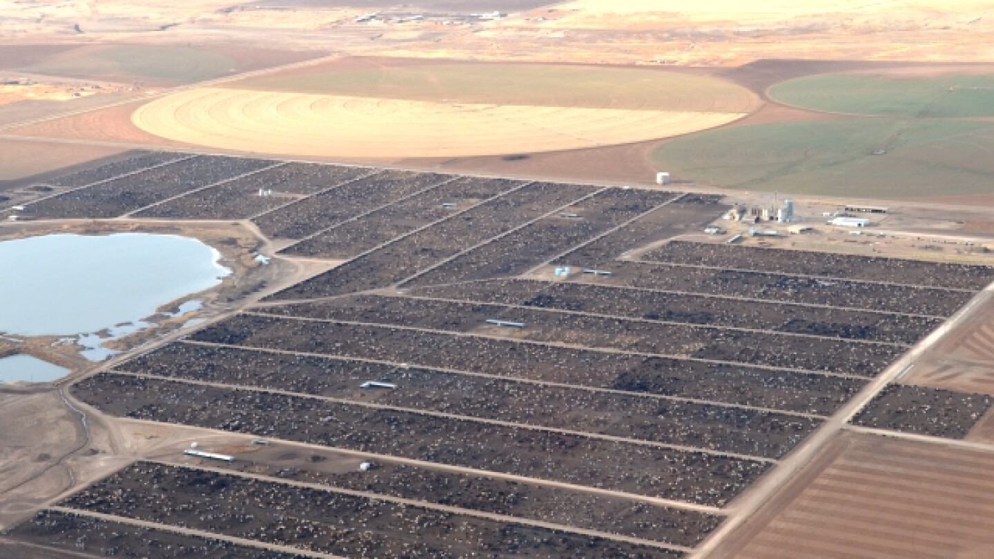 Strong Feeder Cattle Sales Boost Feedlot Numbers - Drovers