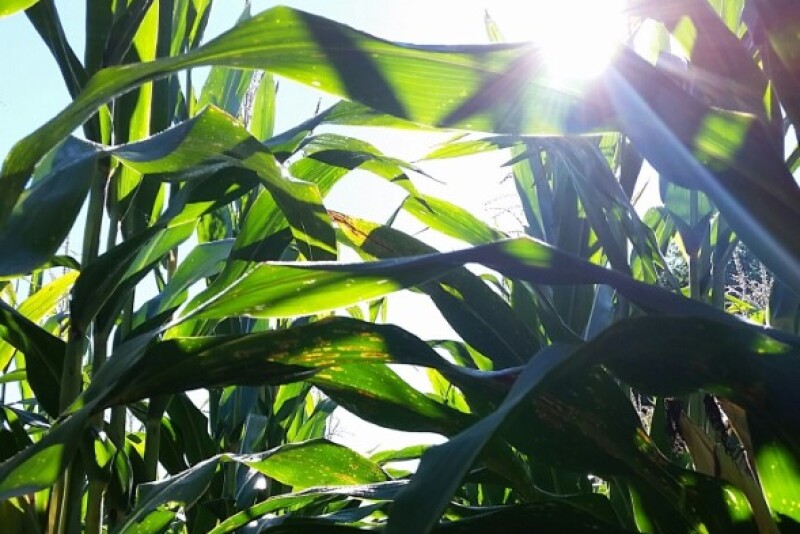 This is the Sound of Corn Growing - AgWeb