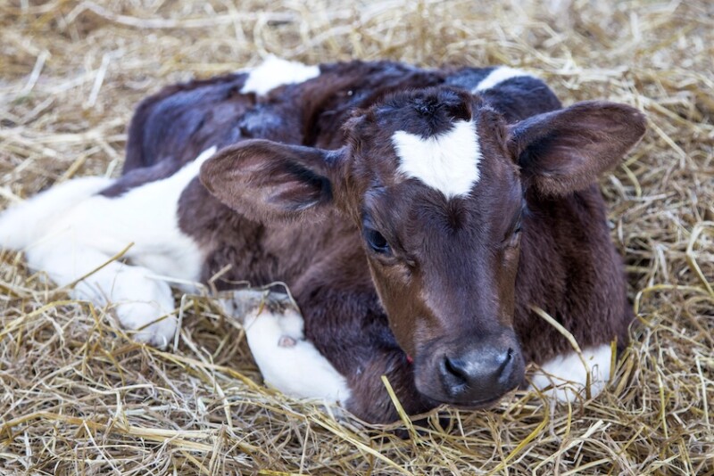 How To Measure a Calf’s Vital Signs - Bovine Vet