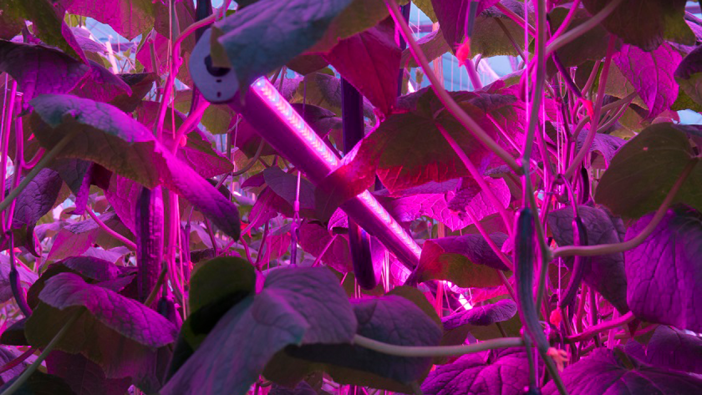 Albuna Farms adds Philips LED lighting for cucumber greenhouse - The Packer