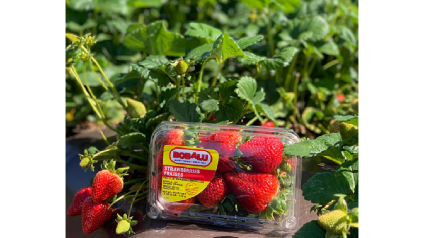 Babalu hires Jewell Marketing to build company brand - The Packer ...