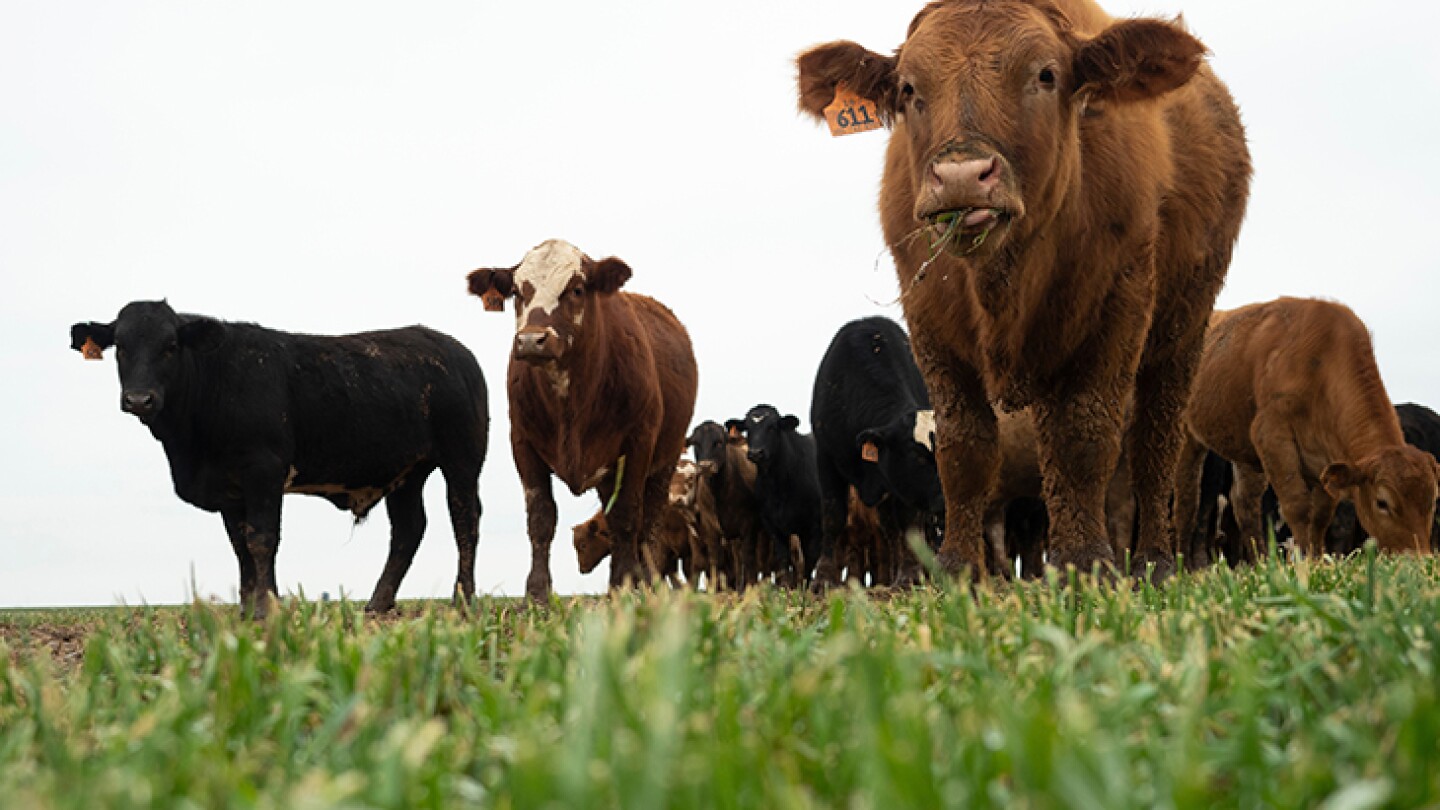 The Simple Economics of Extended Wheat Grazing and Why it’s a Bad Idea