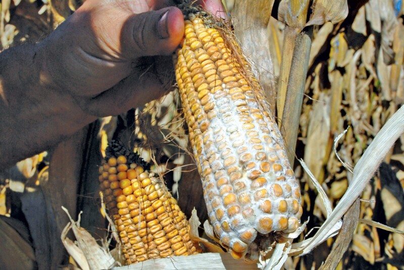 Alltech Expands Mycotoxin Management Testing Program - Pork Business