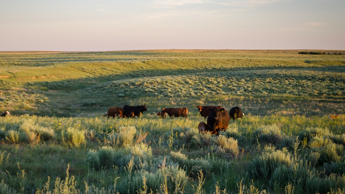 New Enrofloxacin Injectable Solution Now Available