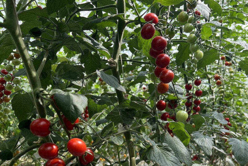 Nature Fresh Farms expands tomato production to California - The Packer